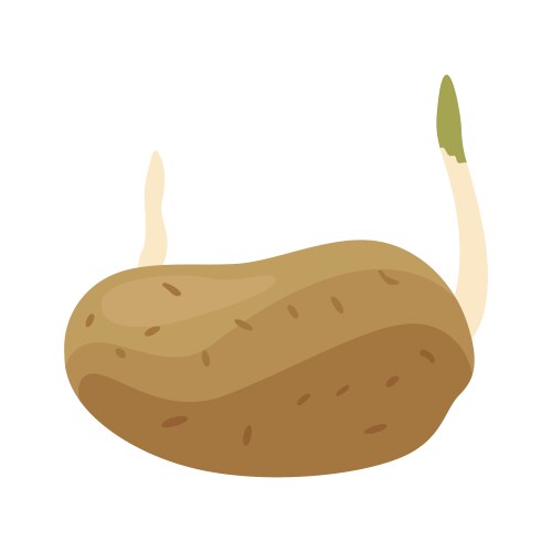 Potato Growth Stages Vector Images (55)