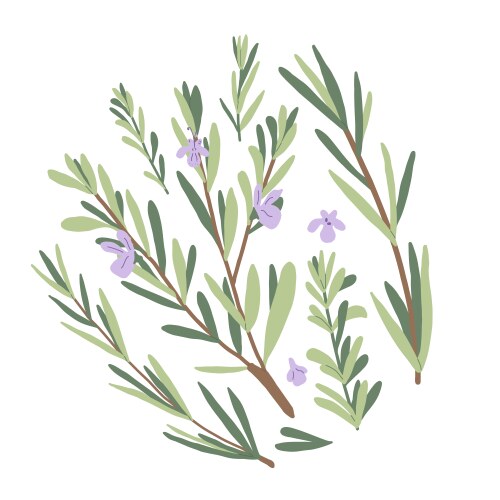 Rosemary essential oil circle emblem isolated Vector Image