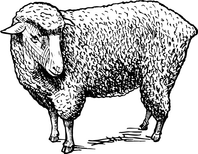 Sheep Vector Images (over 52,000)