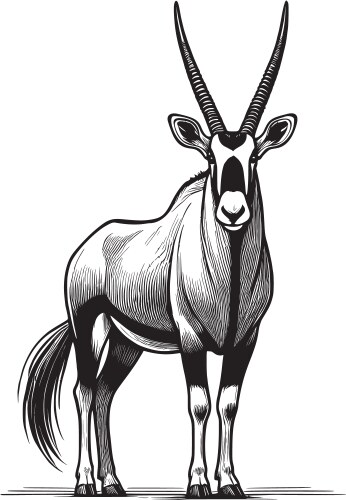 Gemsbok Vector Images & Graphics for Commercial Use | VectorStock