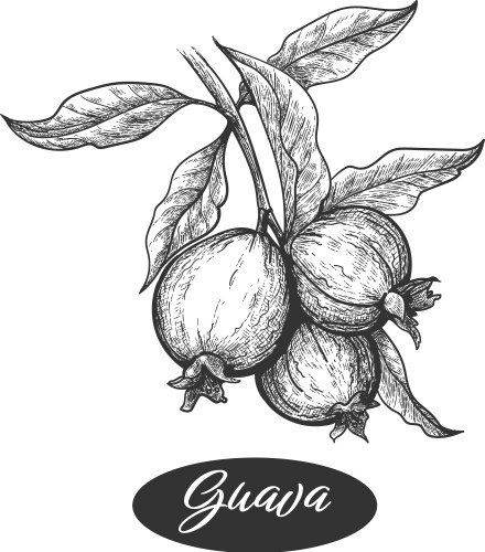 Guava Fruit Drawing