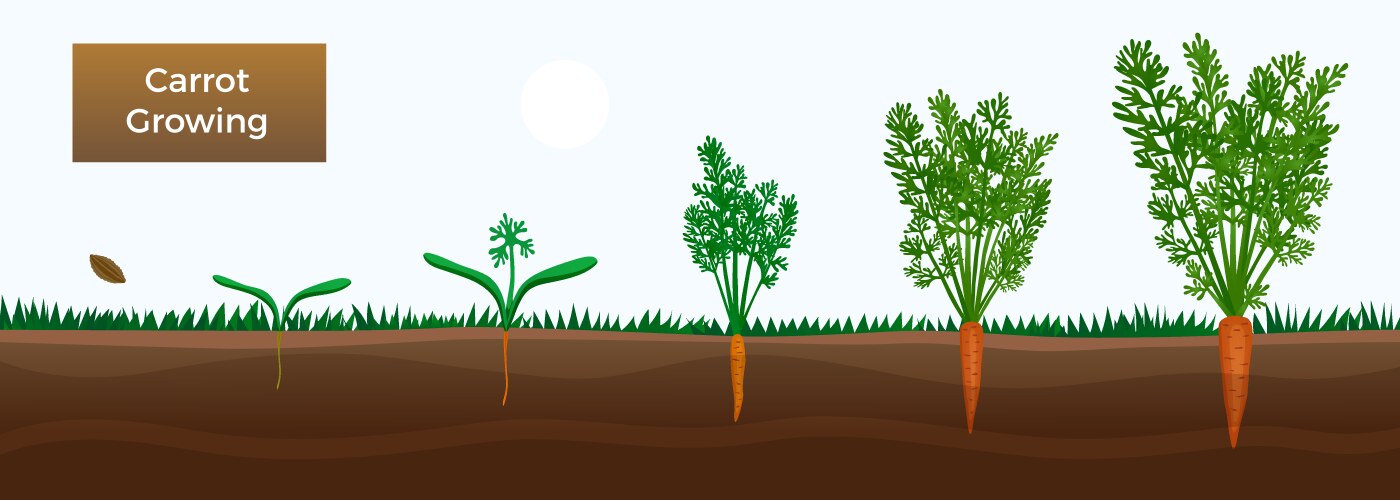 Infographic for carrot growing stages Royalty Free Vector