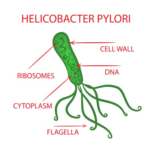 Helicobacter pylori medicine education diagram vec