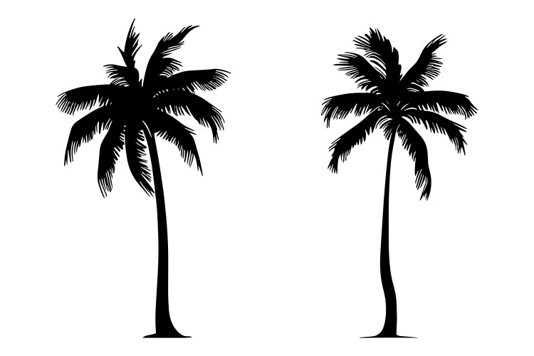 Palm Tree Silhouette - Black and White – Royalty-Free Vector | VectorStock