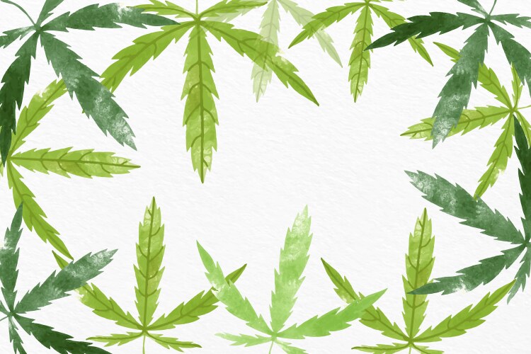 Botanical cannabis leaf background Royalty Free Vector Image