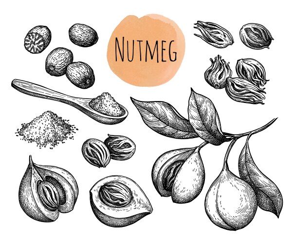 Nutmeg Tree Drawing