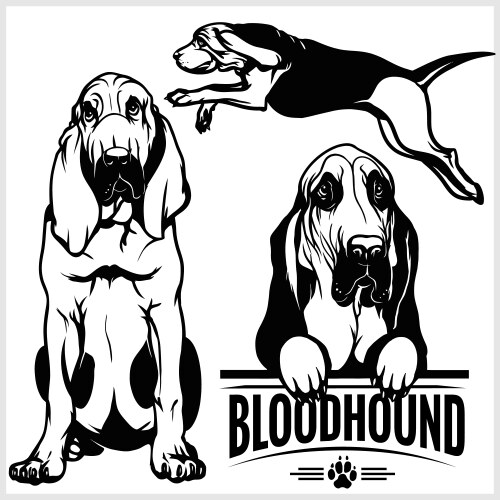 Bloodhound Vector Images (over 480)