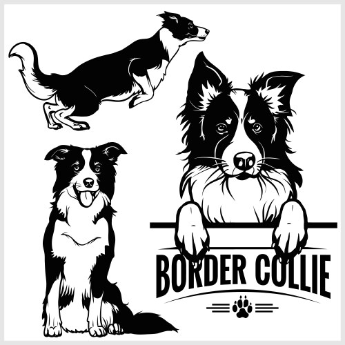 Border Collie Vector Images (over 1,700)