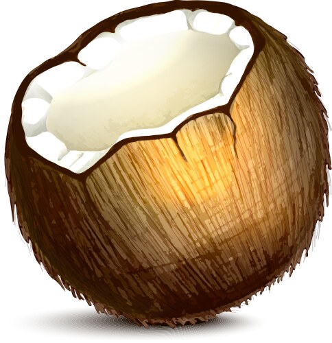 Coconut cartoon on white background Royalty Free Vector