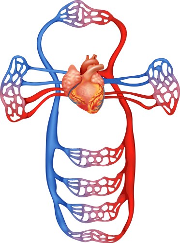 Flat design circulatory system infographic Vector Image