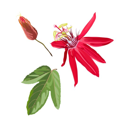 Watercolor passion flower Royalty Free Vector Image