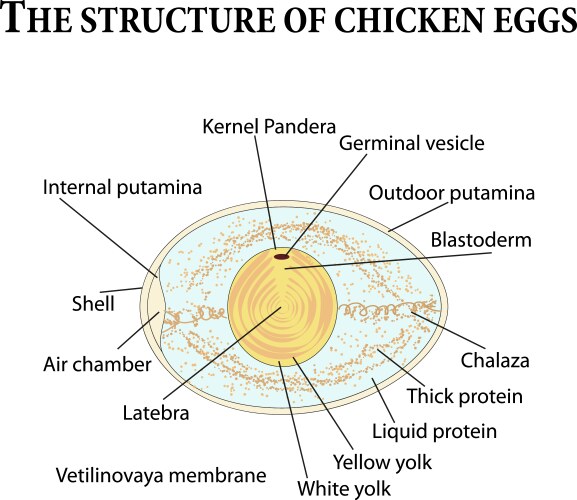 Diagram showing parts of chicken Royalty Free Vector Image
