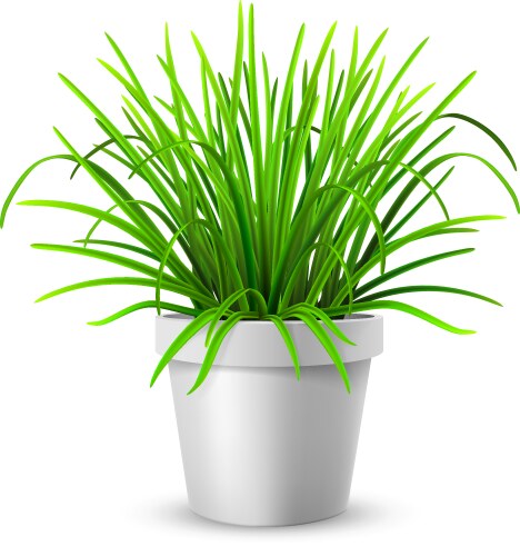 Wheatgrass icon in flat style on white background Vector Image