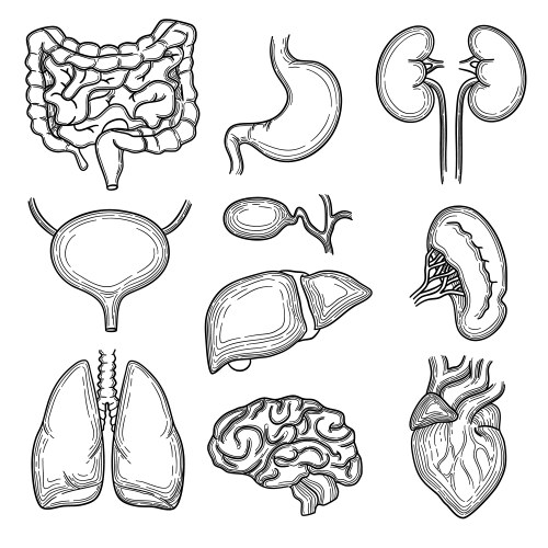Human Organ Anatomy Sketch Set – Royalty-Free Vector | VectorStock