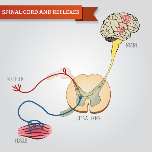 Diagram showing spinal cord injury Royalty Free Vector Image