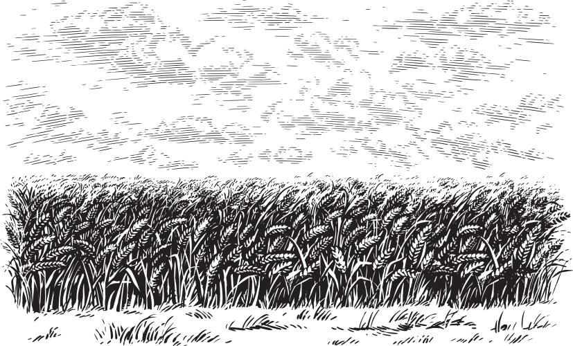 Tractor on the field hand drawing sketch engraving