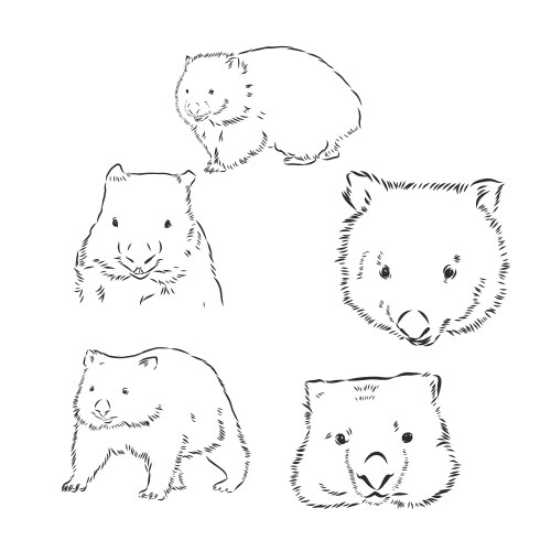 Wombat outline drawing of an australian animal Vector Image