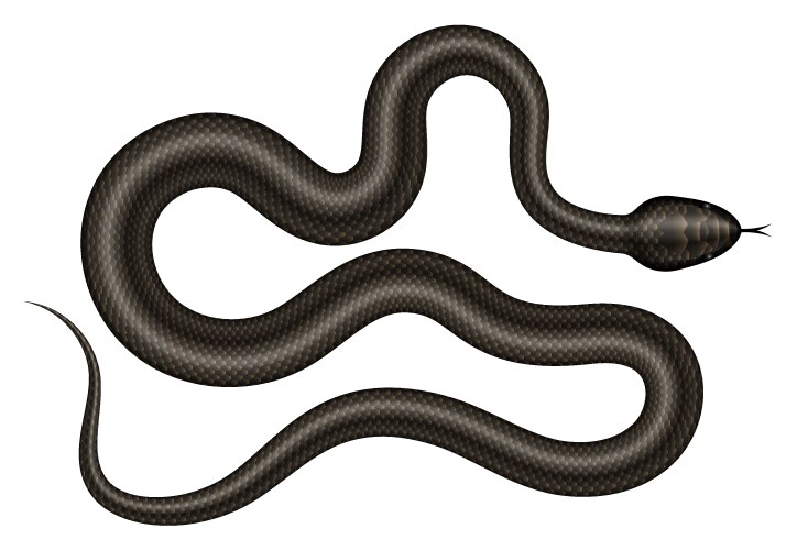 Black Snake Vector Images (over 29,000)