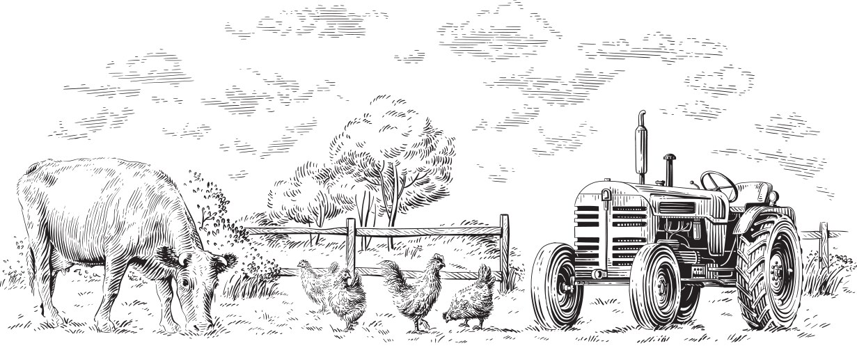 Chicken and eggs sketch Royalty Free Vector Image