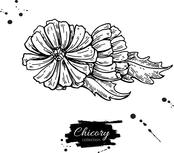 Chicory flower superfood drawing isolated Vector Image