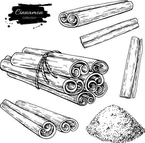 Cinnamon stick drawing hand drawn sketch Vector Image