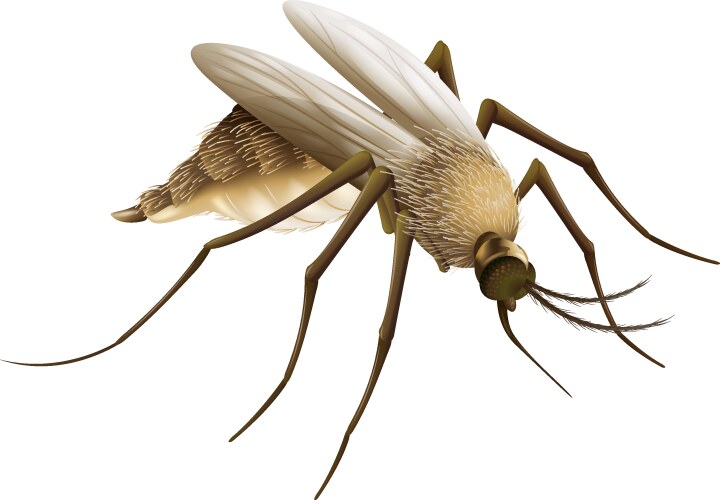 Mosquito larva isolated on white background Vector Image