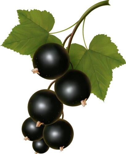 Black currant Royalty Free Vector Image - VectorStock