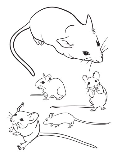 Mice Vector Images (over 11,000)