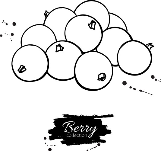 Berries black and white Royalty Free Vector Image