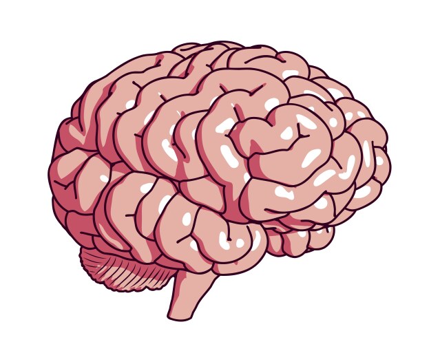 Human brain cartoon isolated Royalty Free Vector Image