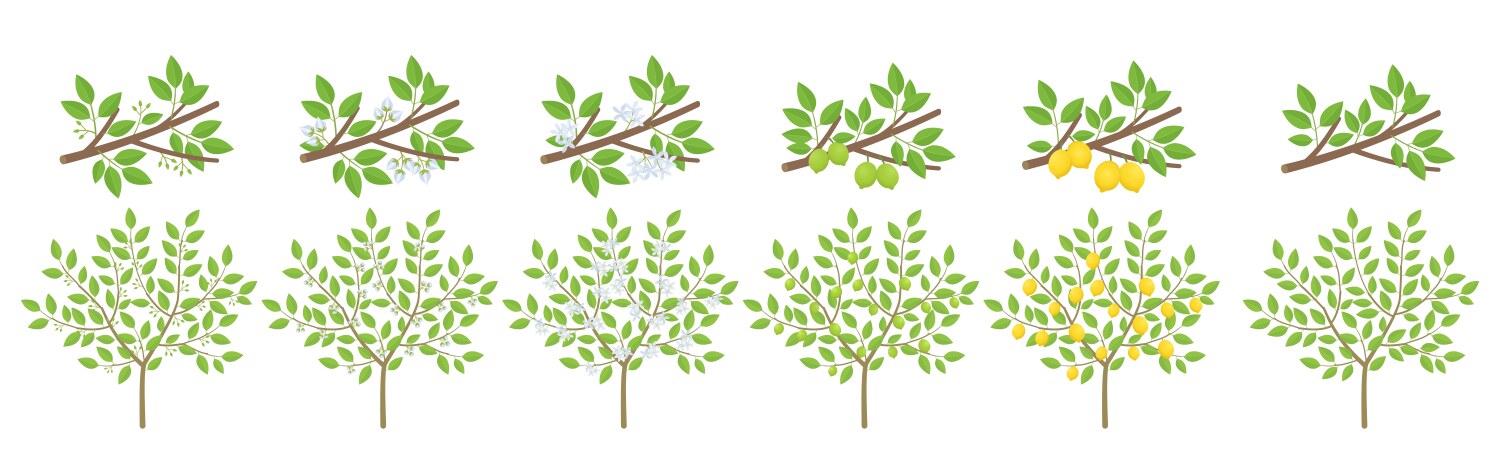 Lemon tree growth stages Royalty Free Vector Image