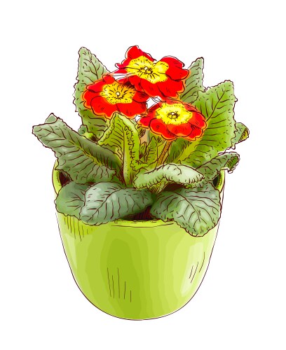 Primrose Vector Images (over 1,500)