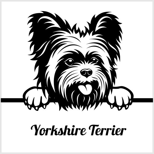 Yorkshire Terrier Vector Images (over 2,100)