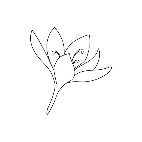 Crocus Tattoo Flower Vector Images (80)