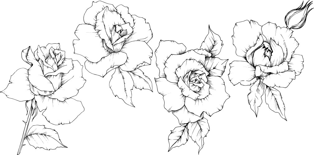 Rose Engraving Vector Images (over 6,300)