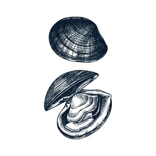 Clam Vector Images (over 13,000)