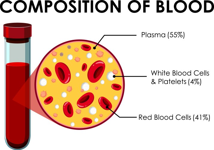 Blood analysis infographic Royalty Free Vector Image