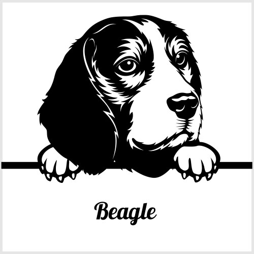 Beagle Face Vector Images (over 1,000)