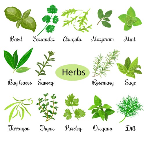 Fresh Culinary Herbs Collection Royalty Free Vector Image