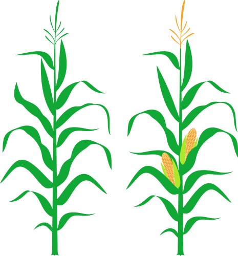 Corn stalk Royalty Free Vector Image - VectorStock