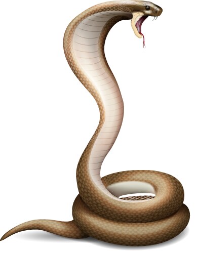 Snake Teeth Vector Images (over 1,100)