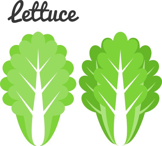 Lettuce Vector Images (over 43,000)