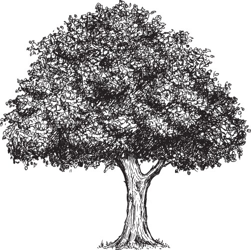 Hand drawing drawn tree Royalty Free Vector Image