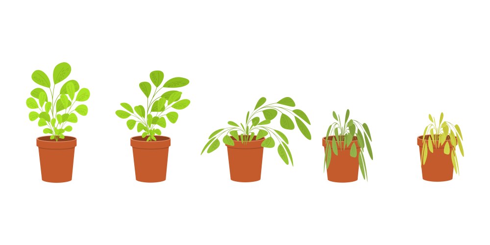 Cartoon plant growth process flower seed sprout Vector Image