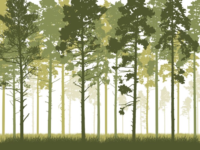 Pine Forest Vector Images (over 71,000)