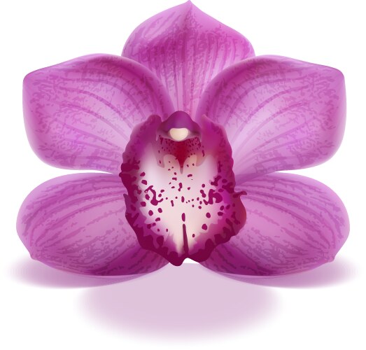 Orchid flower Royalty Free Vector Image - VectorStock
