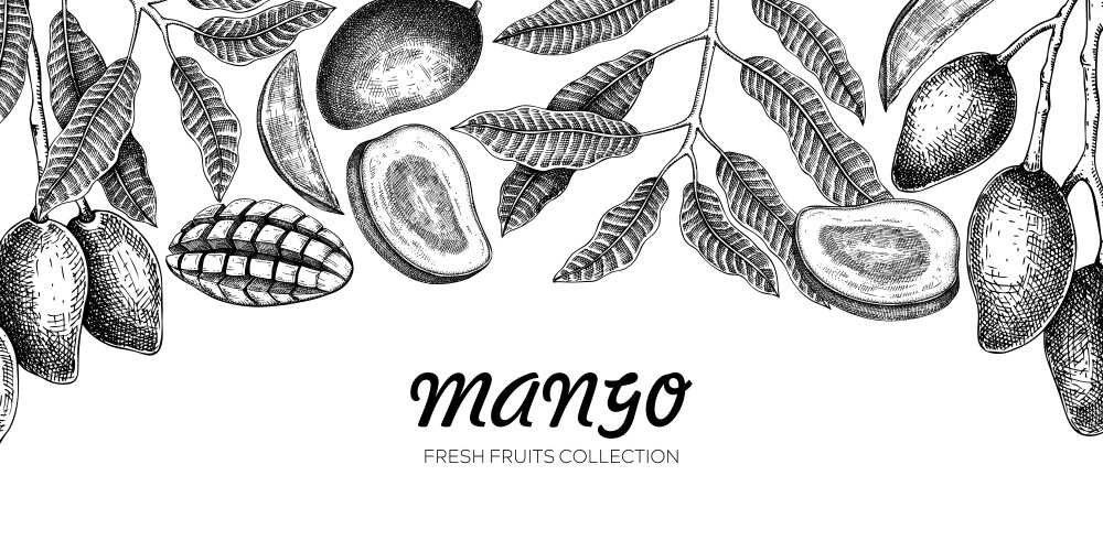 Mango Banner Vector Images (over 2,100)