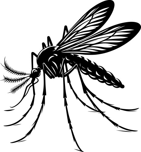 Mosquito silhouette isolated on white background Vector Image