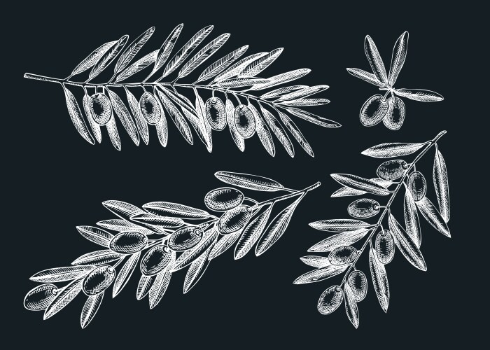 Olive Tree Outline Vector Images (over 11,000)