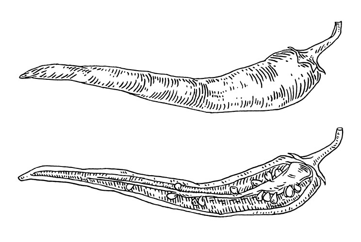 Chilli Drawing Vector Images (over 2,400)